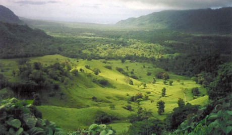 Samoan Steamed Spice Cake | Puligi | Global Table Adventure